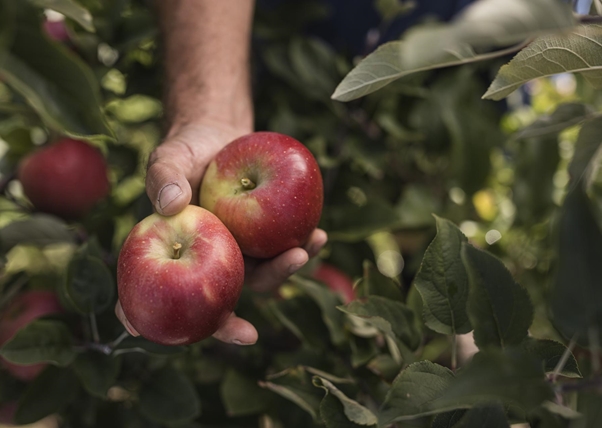 Giga®: Mighty Good.