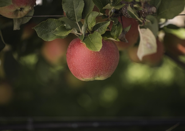 Giga®: Mighty Good.